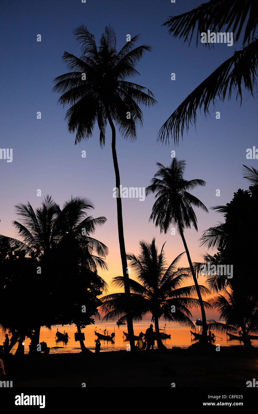 Palm Trees, sunset, Sai Ree, Beach, Koh Tao, Thailand, Asia Stock Photo ...