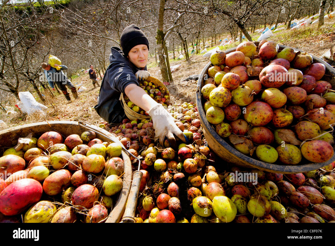 Pickers gather the years cider apples during harvest at a traditional ...