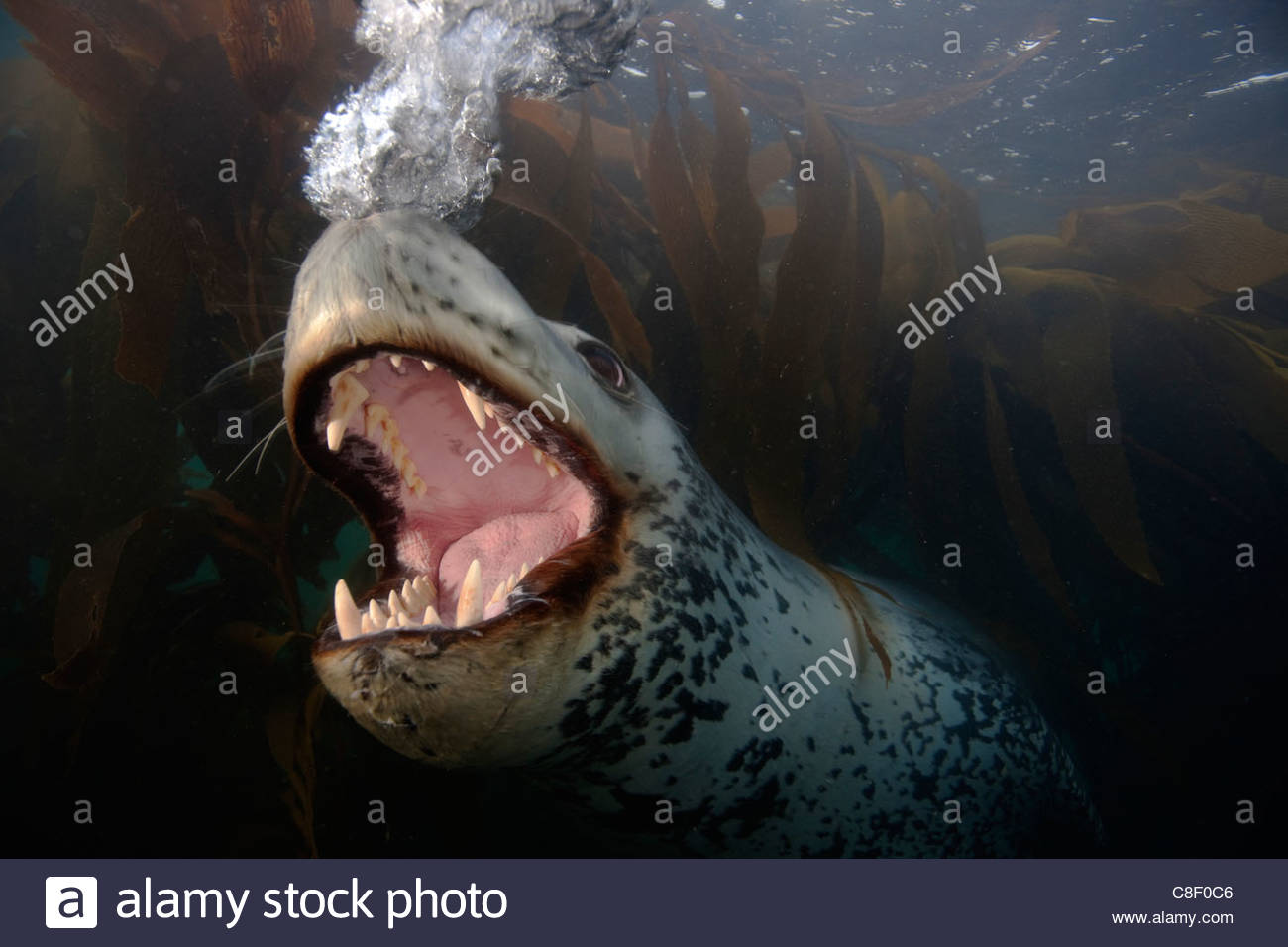 Leopard Seal Underwater Stock Photos & Leopard Seal Underwater Stock ...