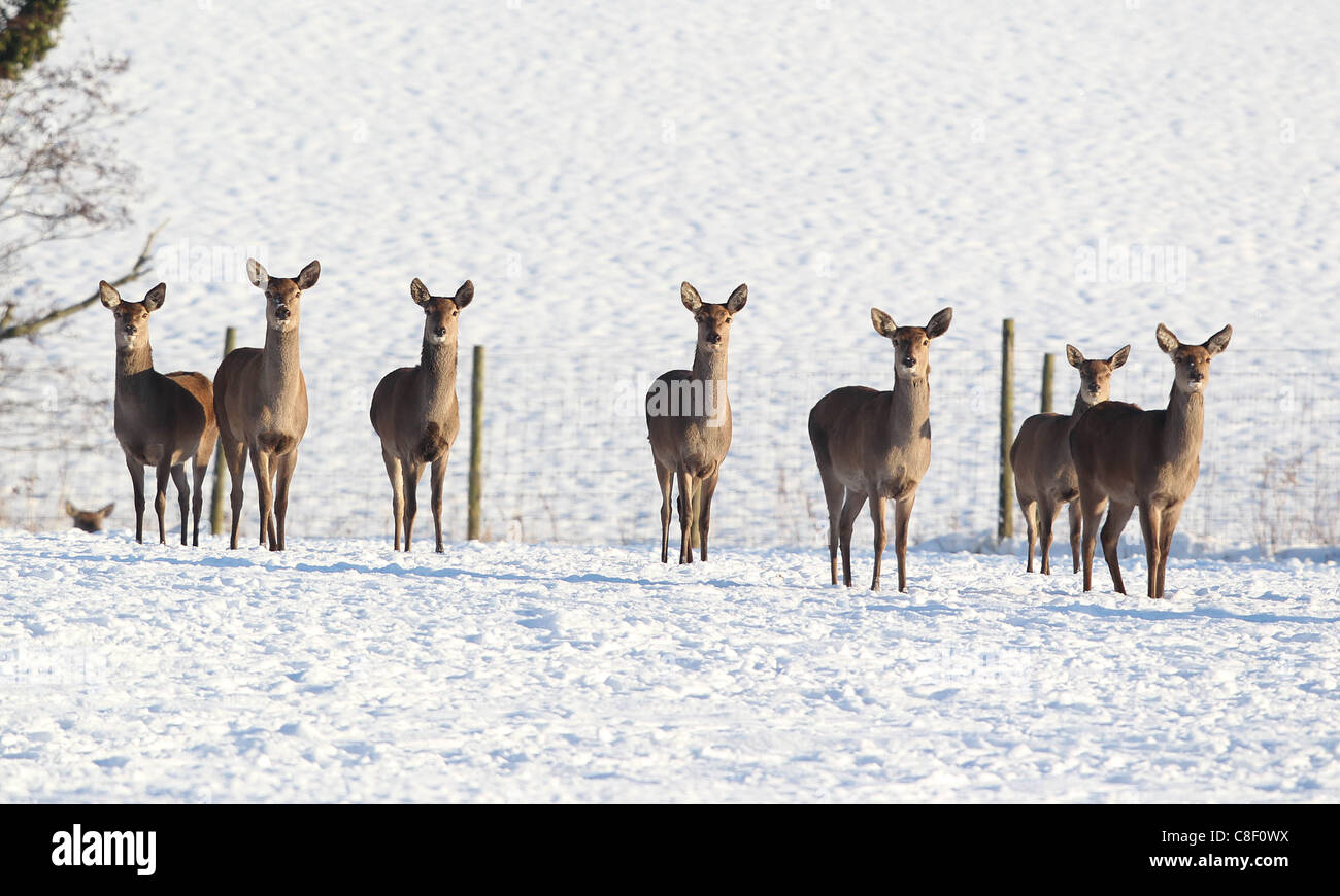 Deer in snow hi-res stock photography and images - Alamy
