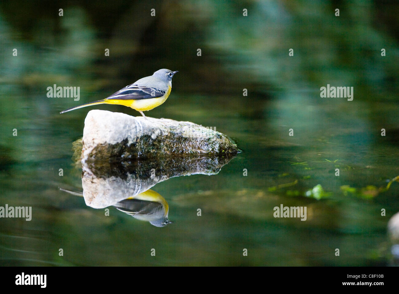 Wagtail uk hi-res stock photography and images - Alamy