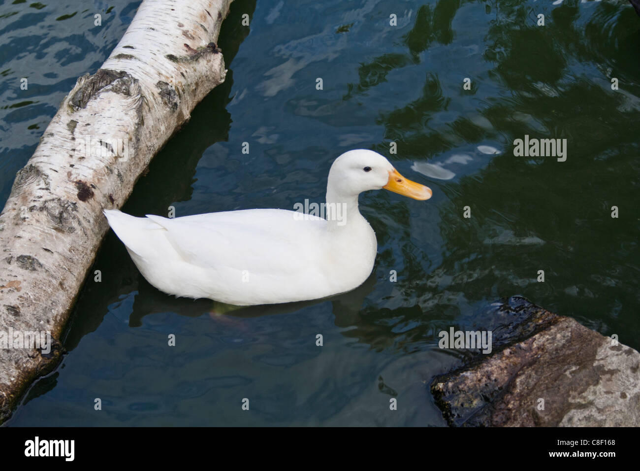 White duck image hi-res stock photography and images - Alamy