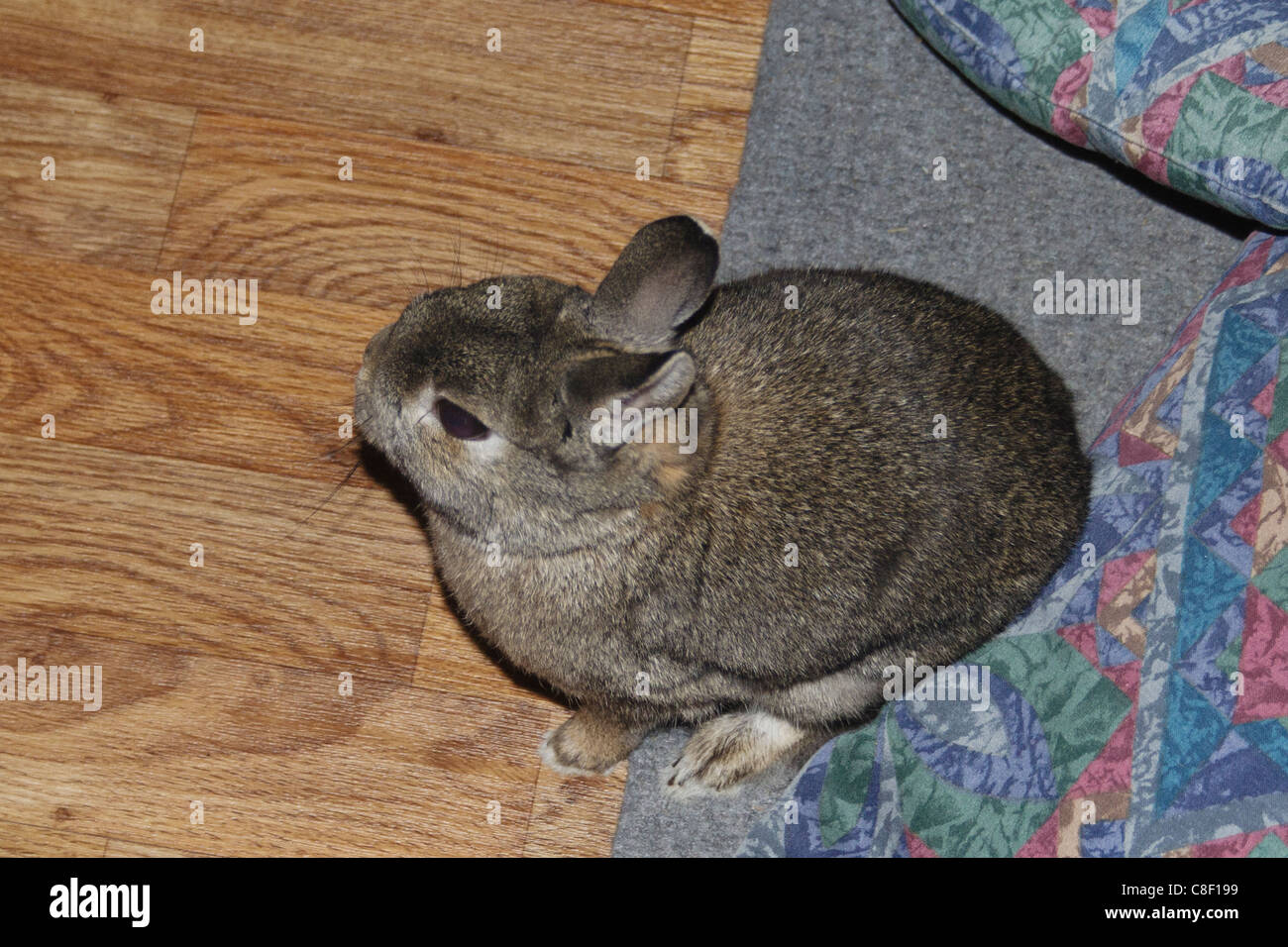 Young tame rabbit Stock Photo - Alamy