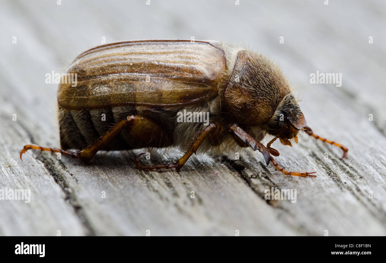 European june beetle or summer chafer, Amphimallon solstitialis, on ...