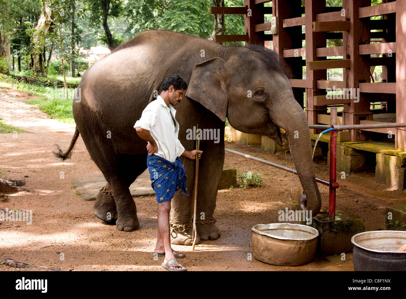 Elephant camp, Konni, Kerala, India Stock Photo - Alamy