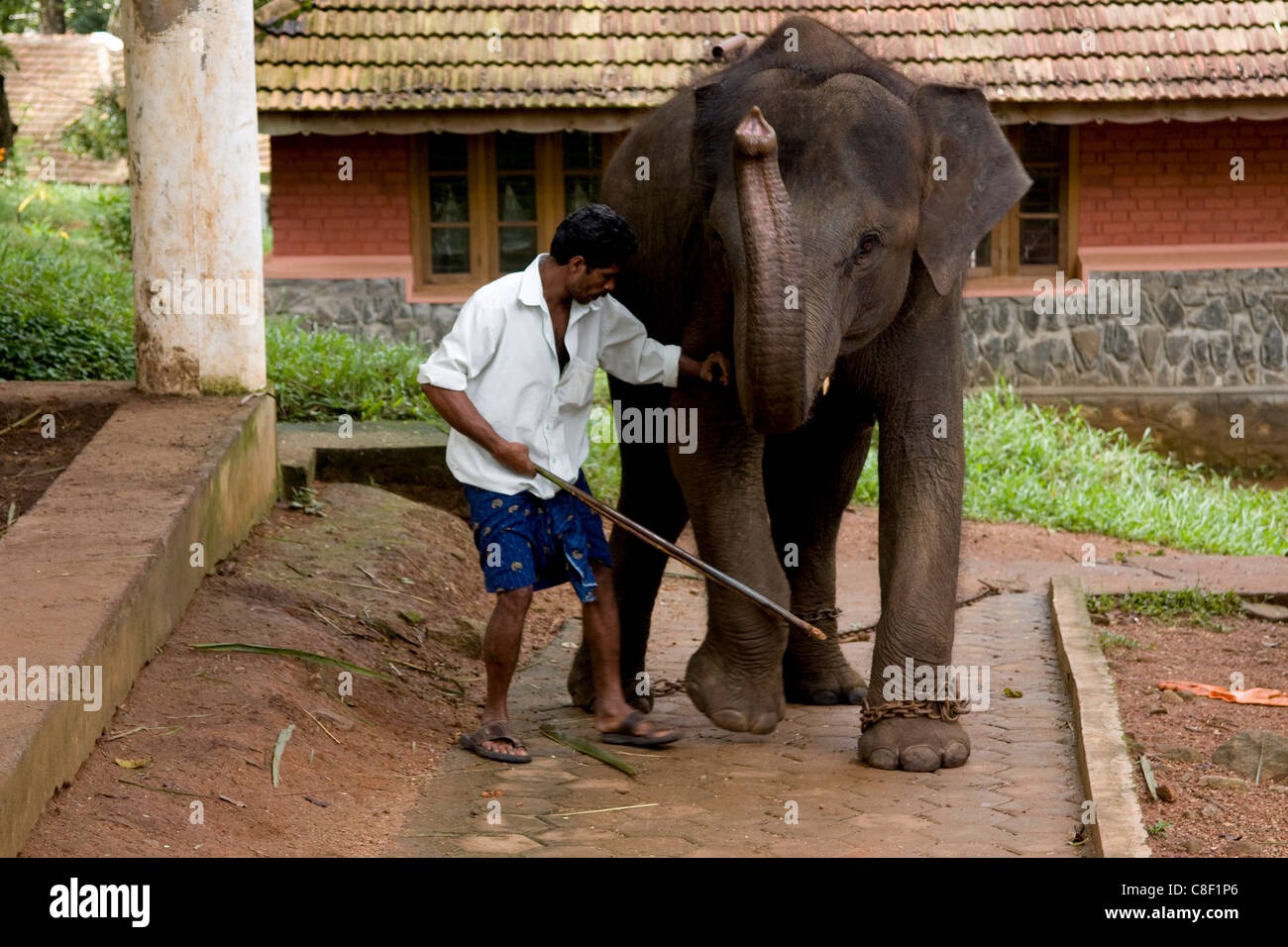 Elephant camp, Konni, Kerala, India Stock Photo - Alamy