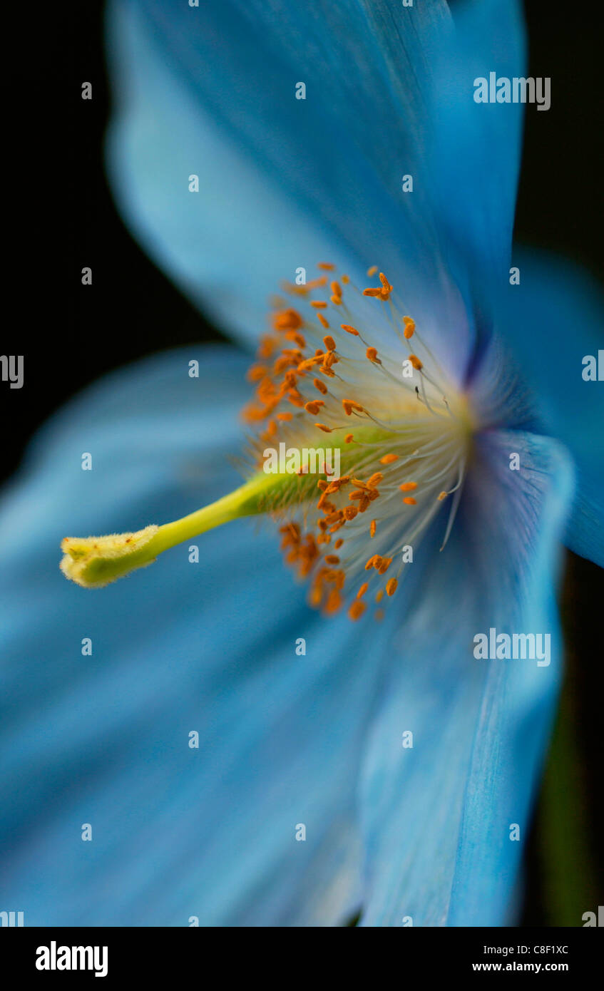 Popy hi-res stock photography and images - Alamy