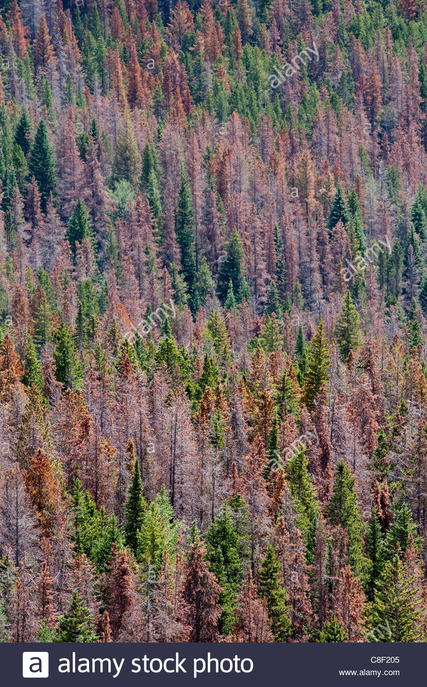 Mountain Pine Beetle Stock Photos & Mountain Pine Beetle Stock Images ...