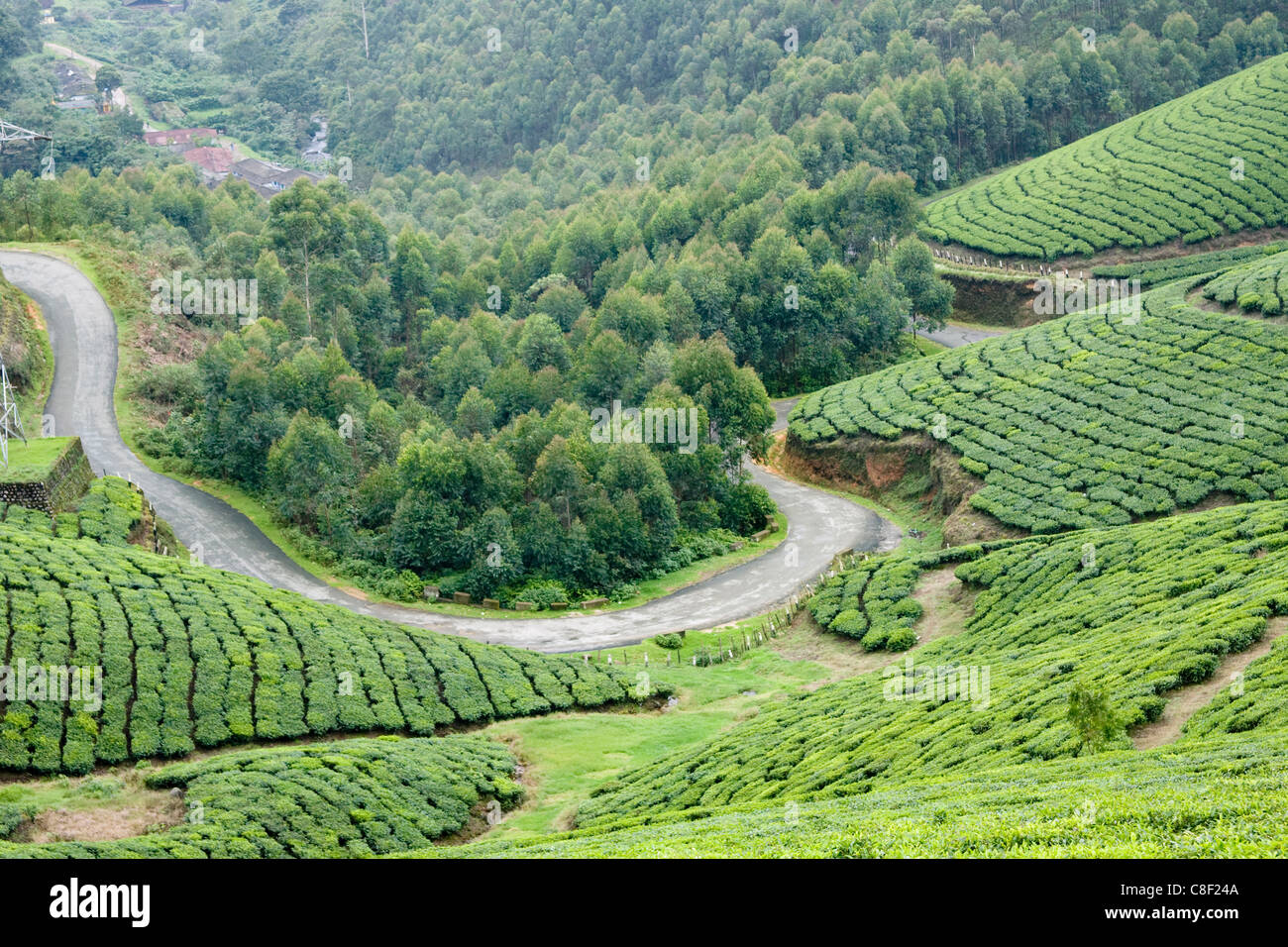 Munnar tea estates hi-res stock photography and images - Alamy