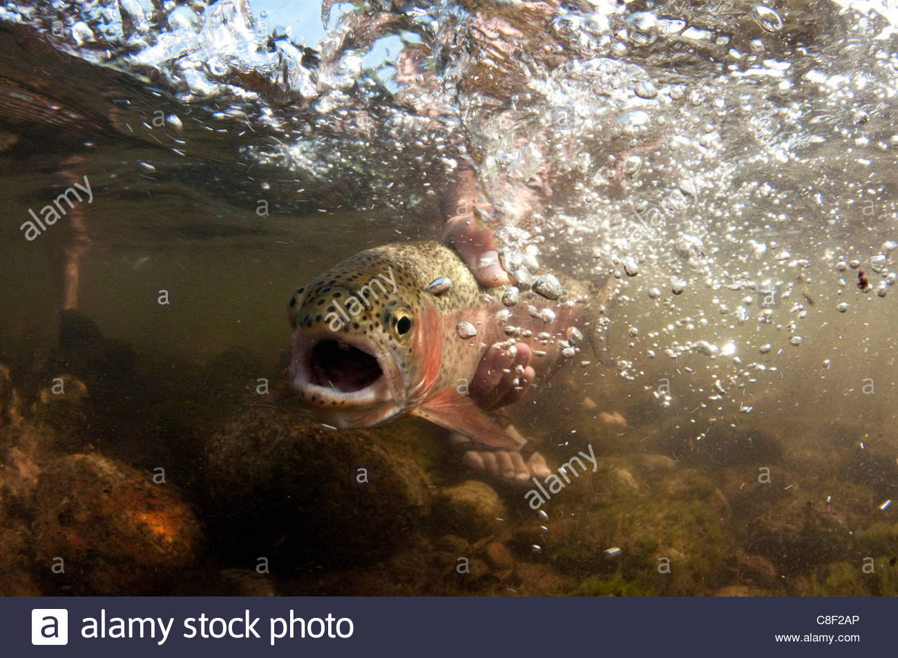 Trout Underwater Stock Photos & Trout Underwater Stock Images - Alamy