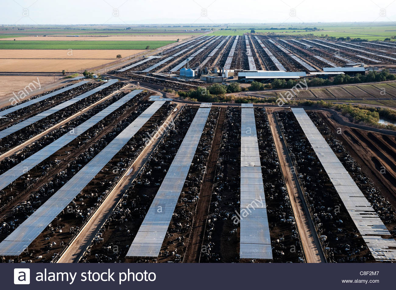 Cattle Feedlot High Resolution Stock Photography and Images - Alamy