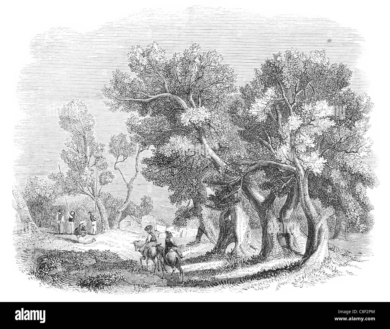 Olive olea europaea tree Black and White Stock Photos & Images - Alamy