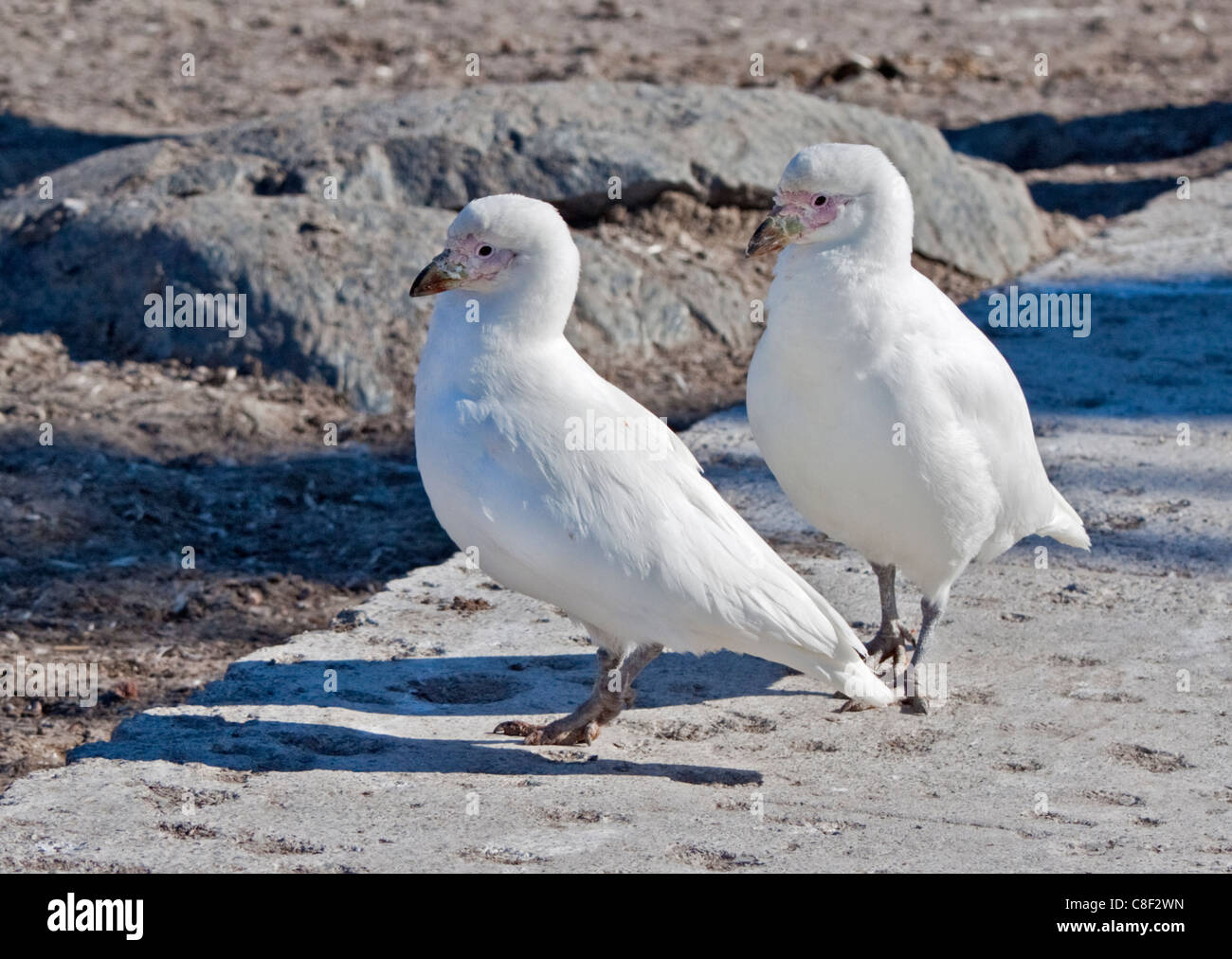 Sheathbill snowy chionis albus hi-res stock photography and images - Alamy