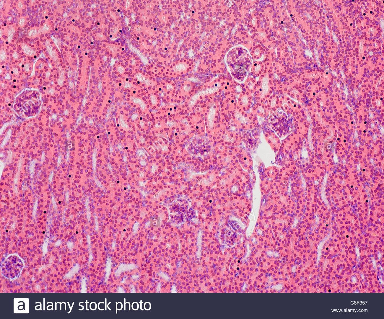 Science Medicine Microscopic Natural Stock Photos & Science Medicine ...