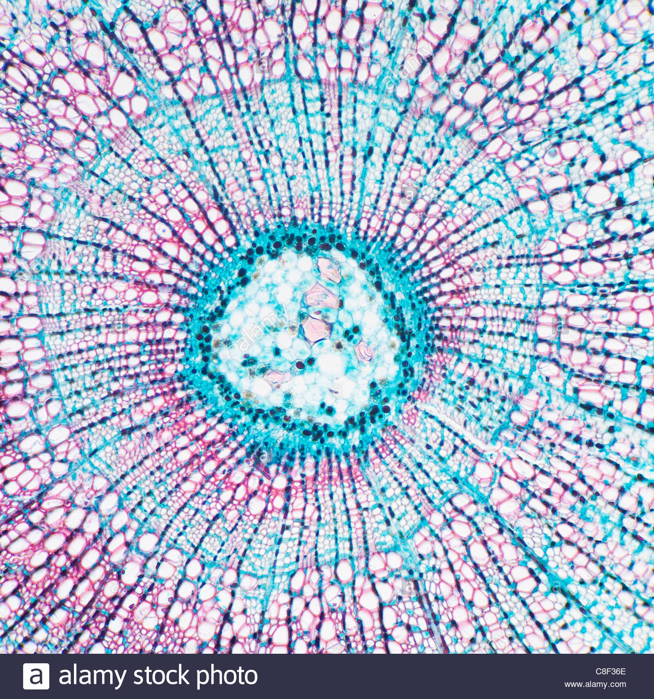 Plant Stem Cross Section Stock Photos & Plant Stem Cross Section Stock ...