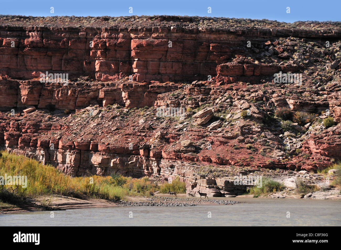 Cliffs, San Juan River, near Bluff, Colorado Plateau, Utah, USA, United ...