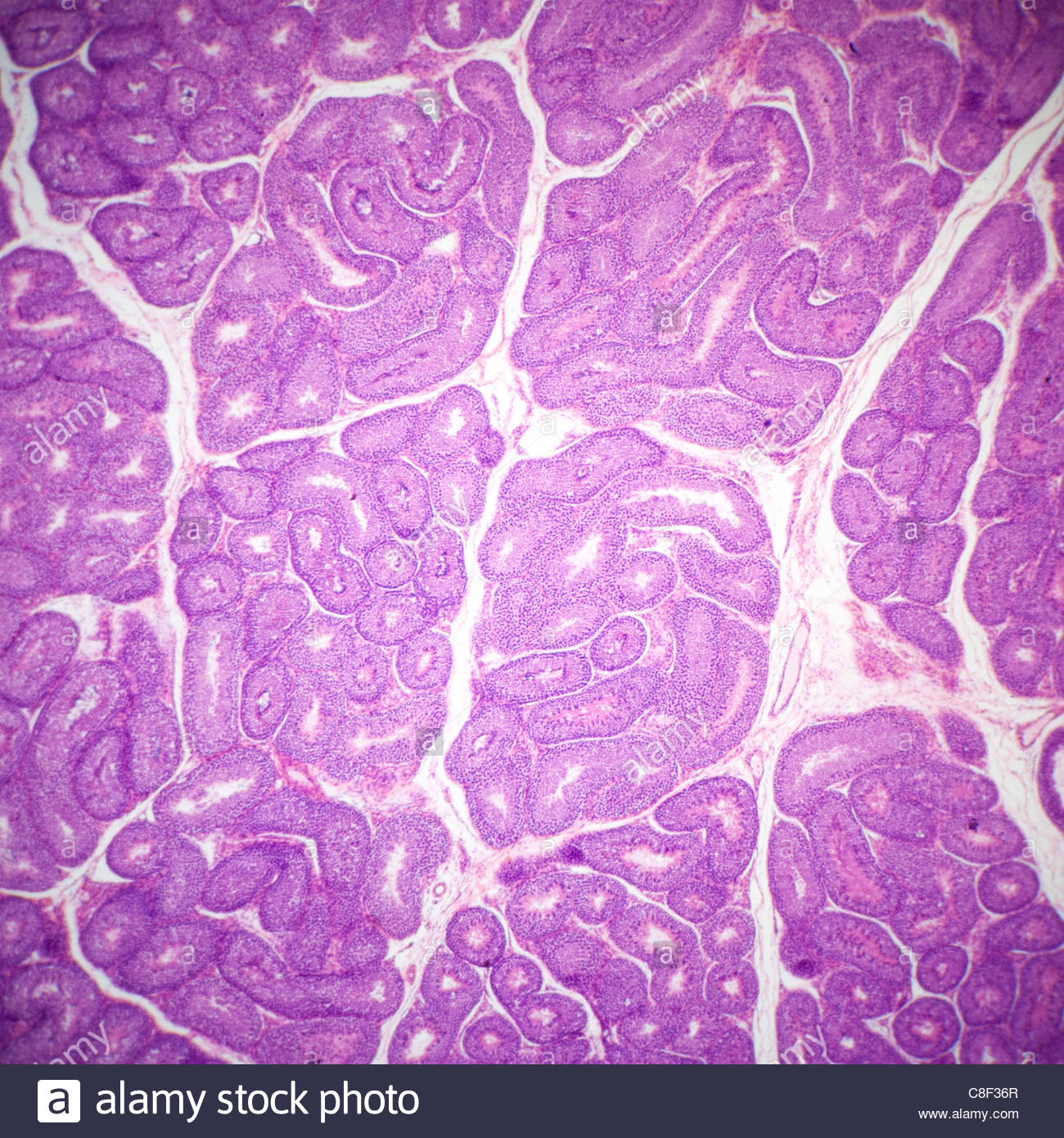 Testis Stock Photos & Testis Stock Images - Alamy