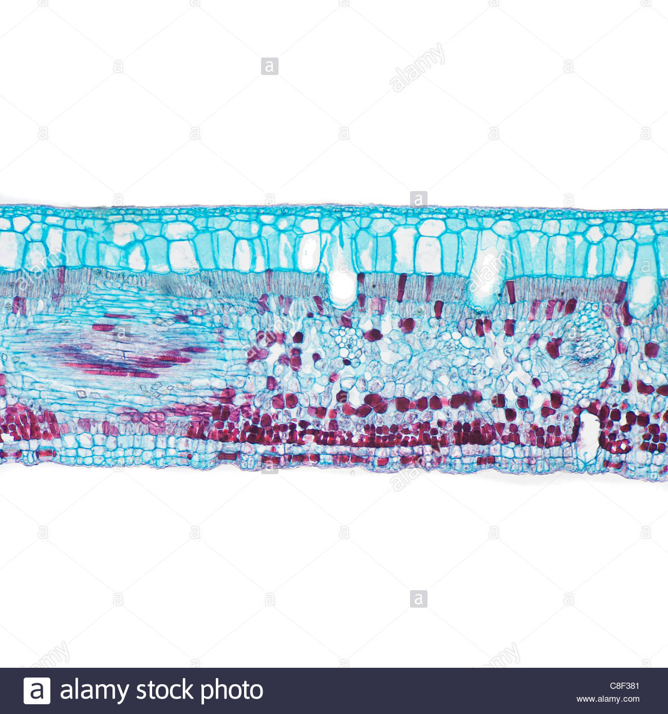 Leaf Micrograph Section Stock Photos & Leaf Micrograph Section Stock ...