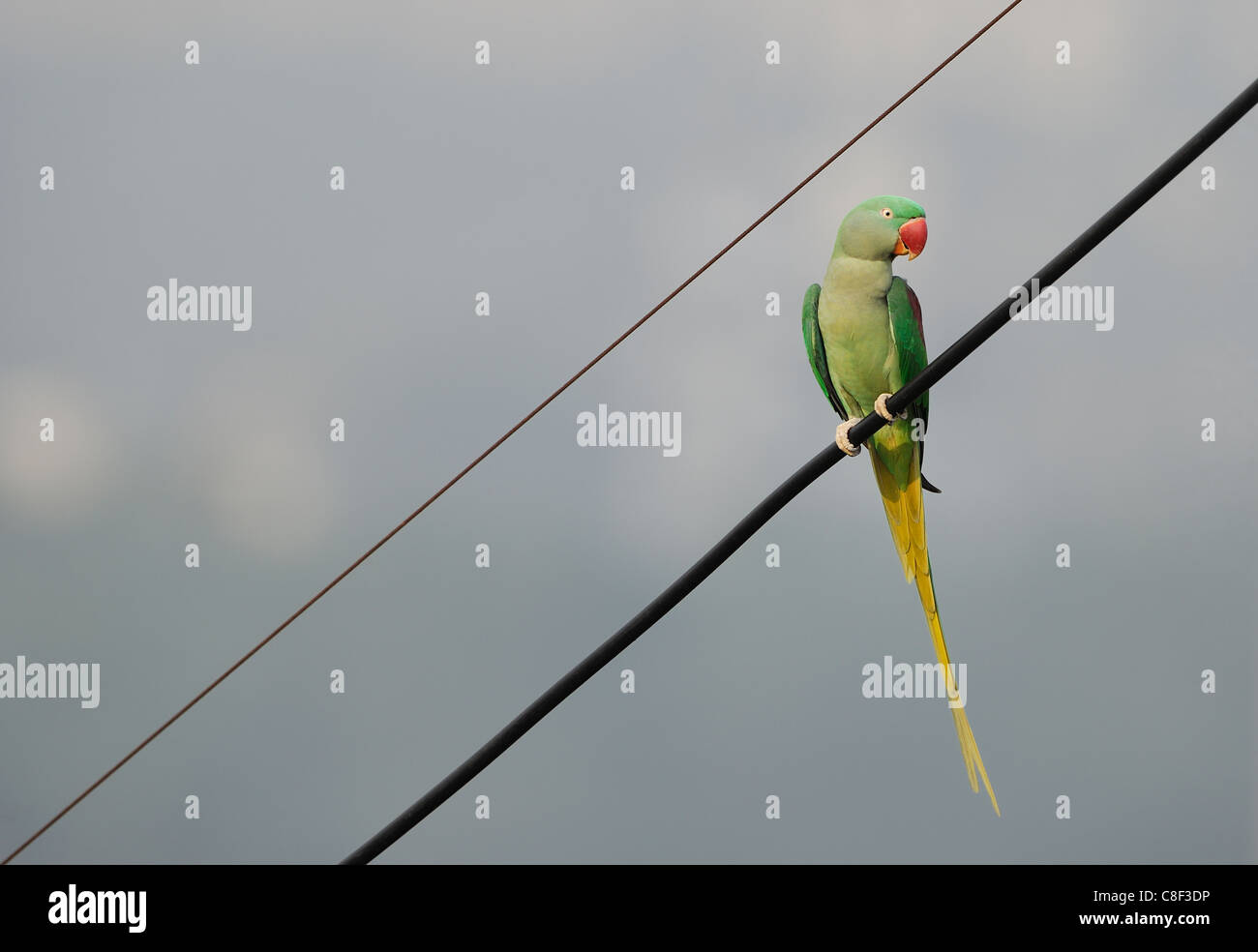 Parakeet on a wire Stock Photo - Alamy