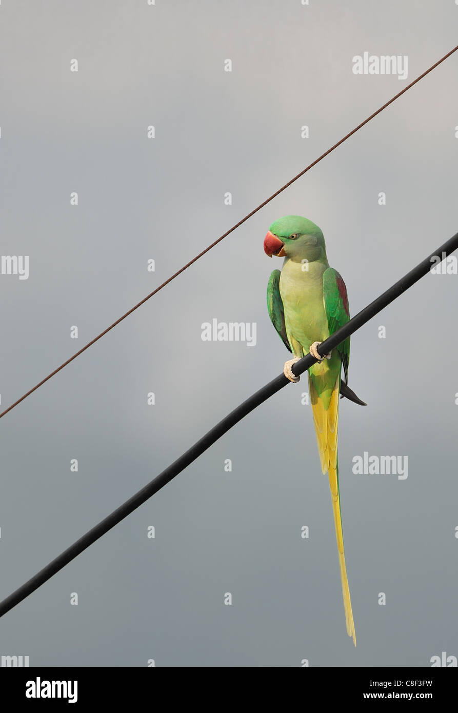 Alexandrine parakeet india hi-res stock photography and images - Alamy