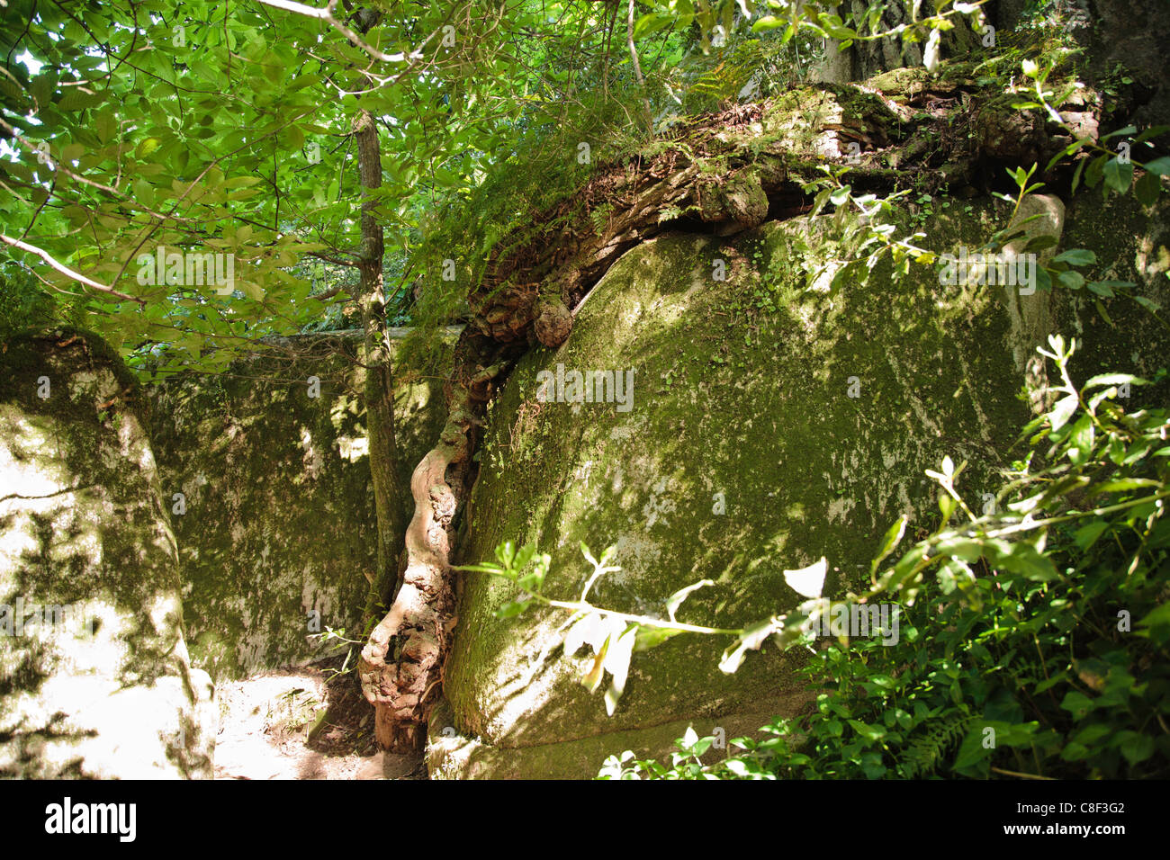 Tree root hugging a boulder. Gardens, Quinta da Regaleira, Sintra Stock ...