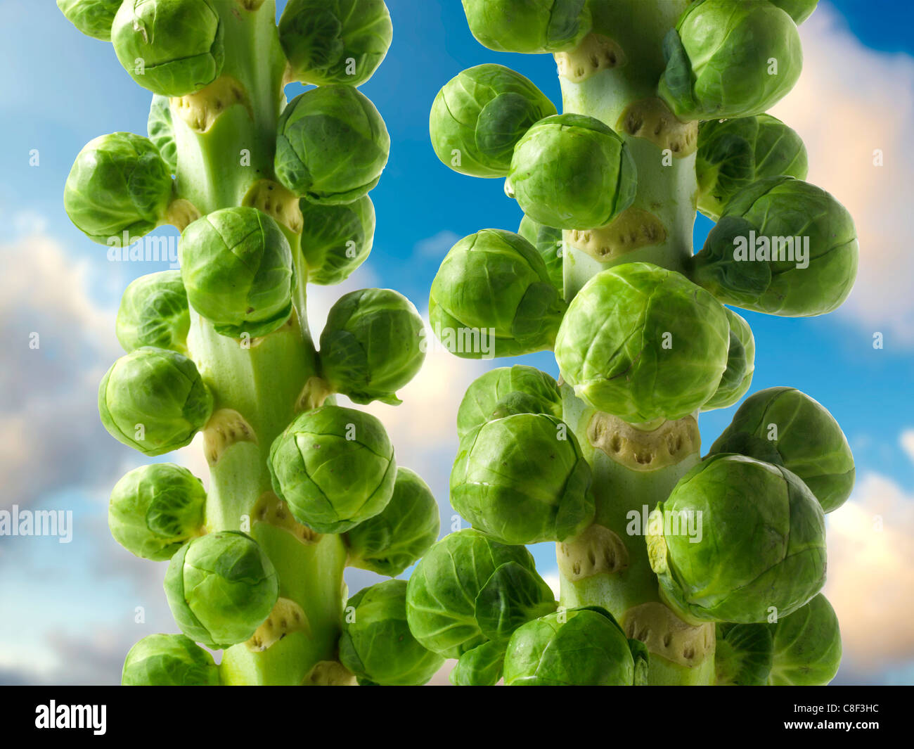 Brussels sprout stalk hi-res stock photography and images - Alamy