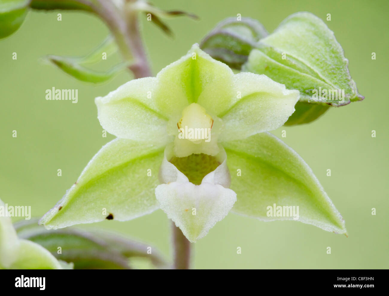Violet helleborine hi-res stock photography and images - Alamy