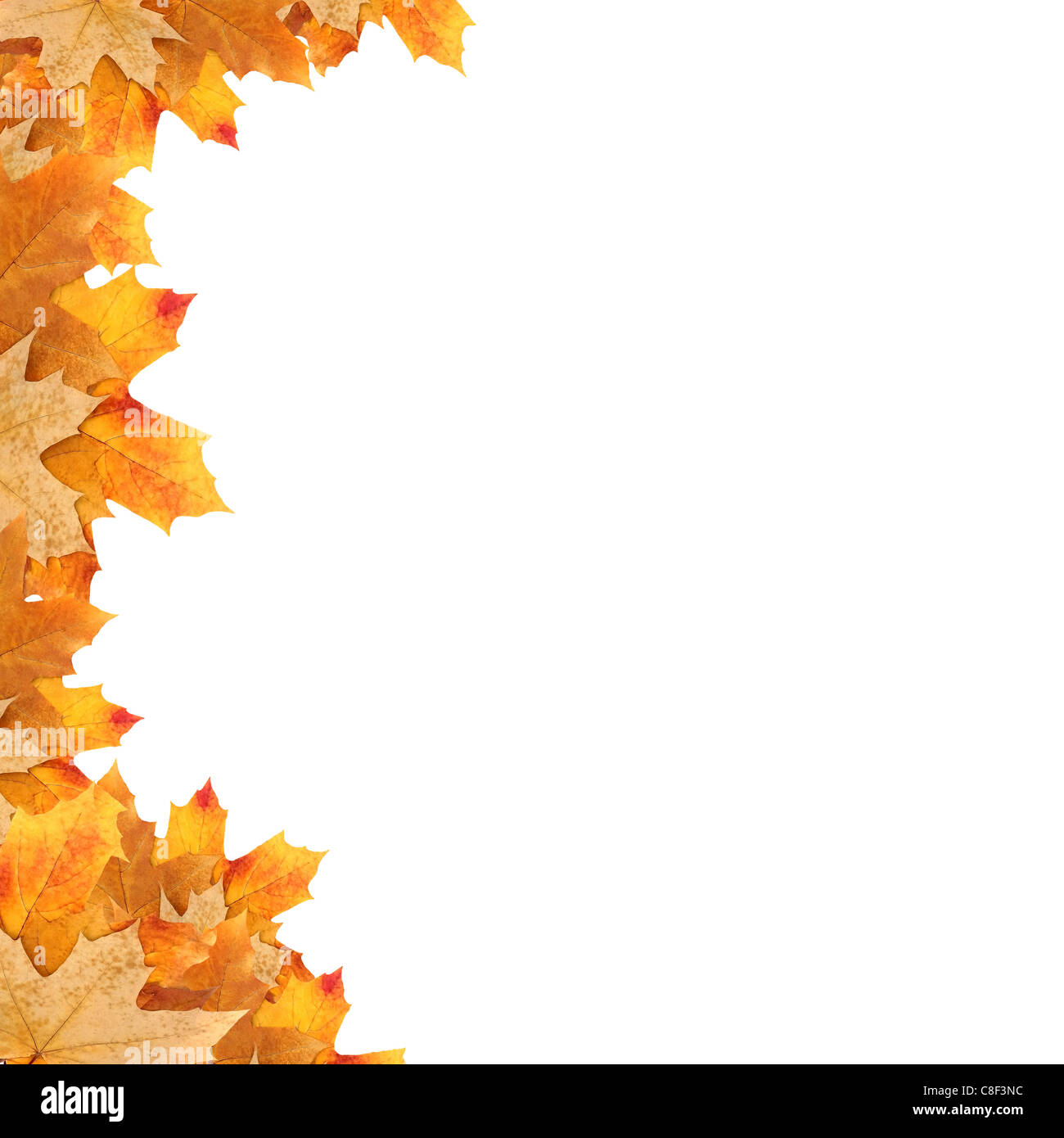 frame maple leaves Stock Photo - Alamy