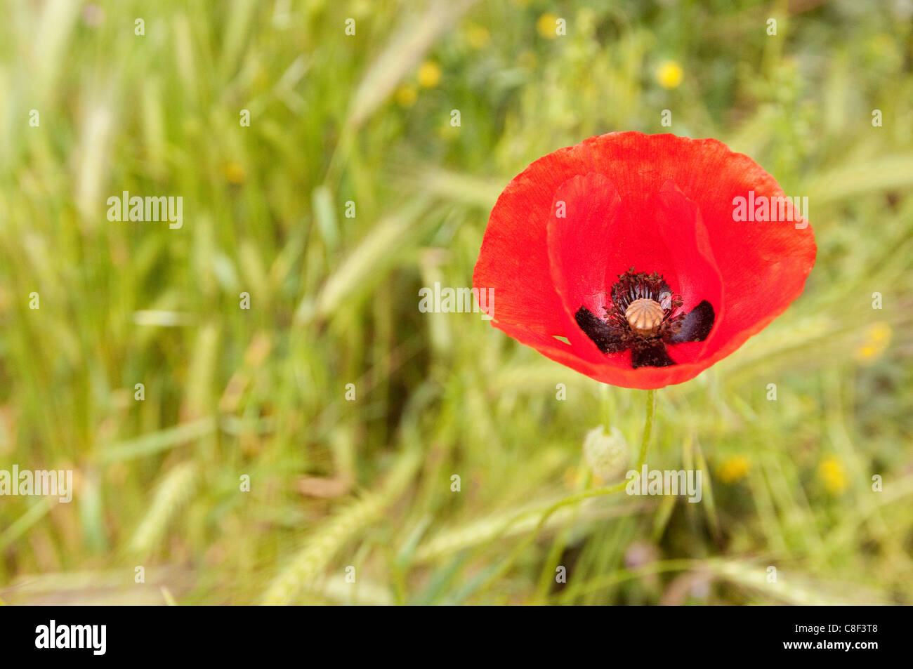 Red poppy flower, Cappadocia, Turkey Stock Photo - Alamy