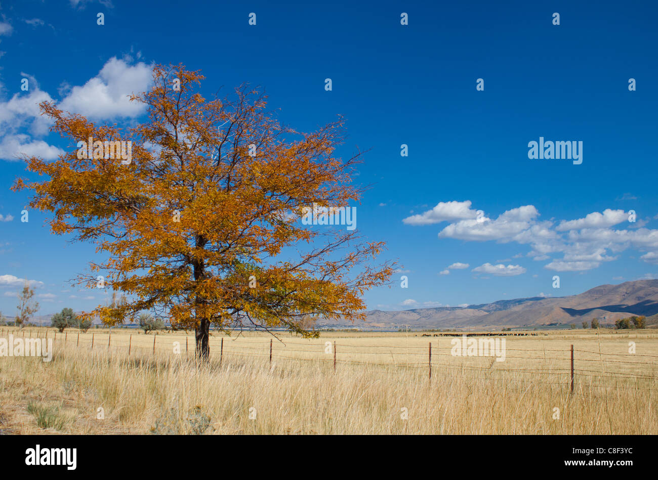 An alone tree Stock Photo - Alamy