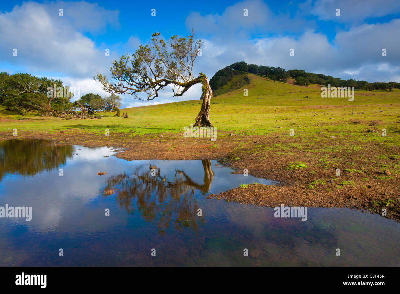 Fanal pond madeira hi-res stock photography and images - Alamy