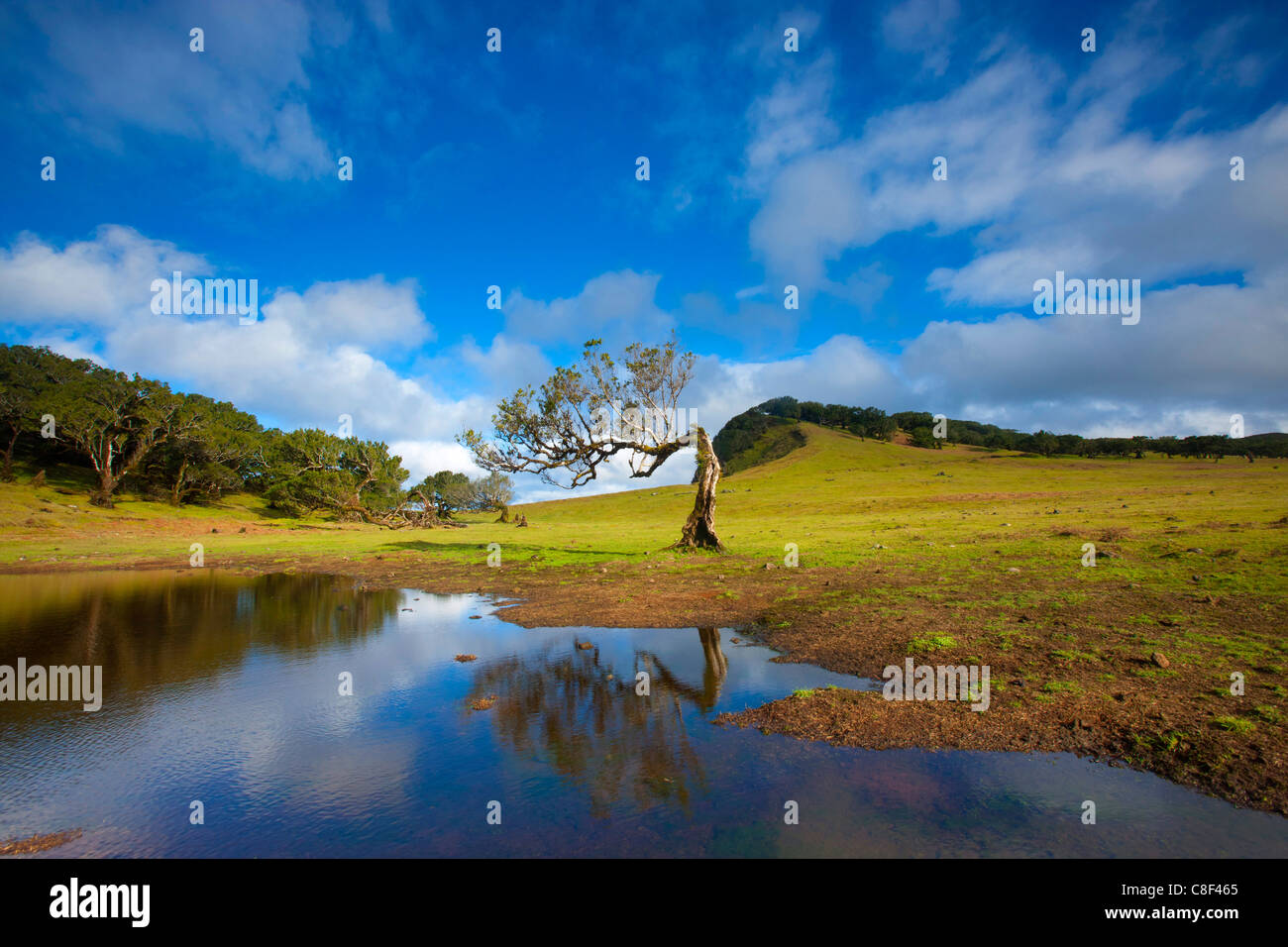 Fanal, Portugal, Europe, Madeira, plateau, UNESCO, world nature heir ...