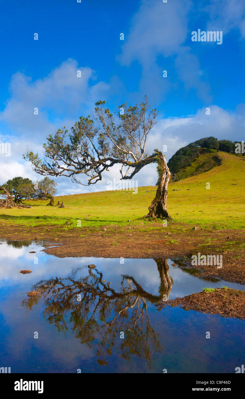 Fanal pond madeira hi-res stock photography and images - Alamy