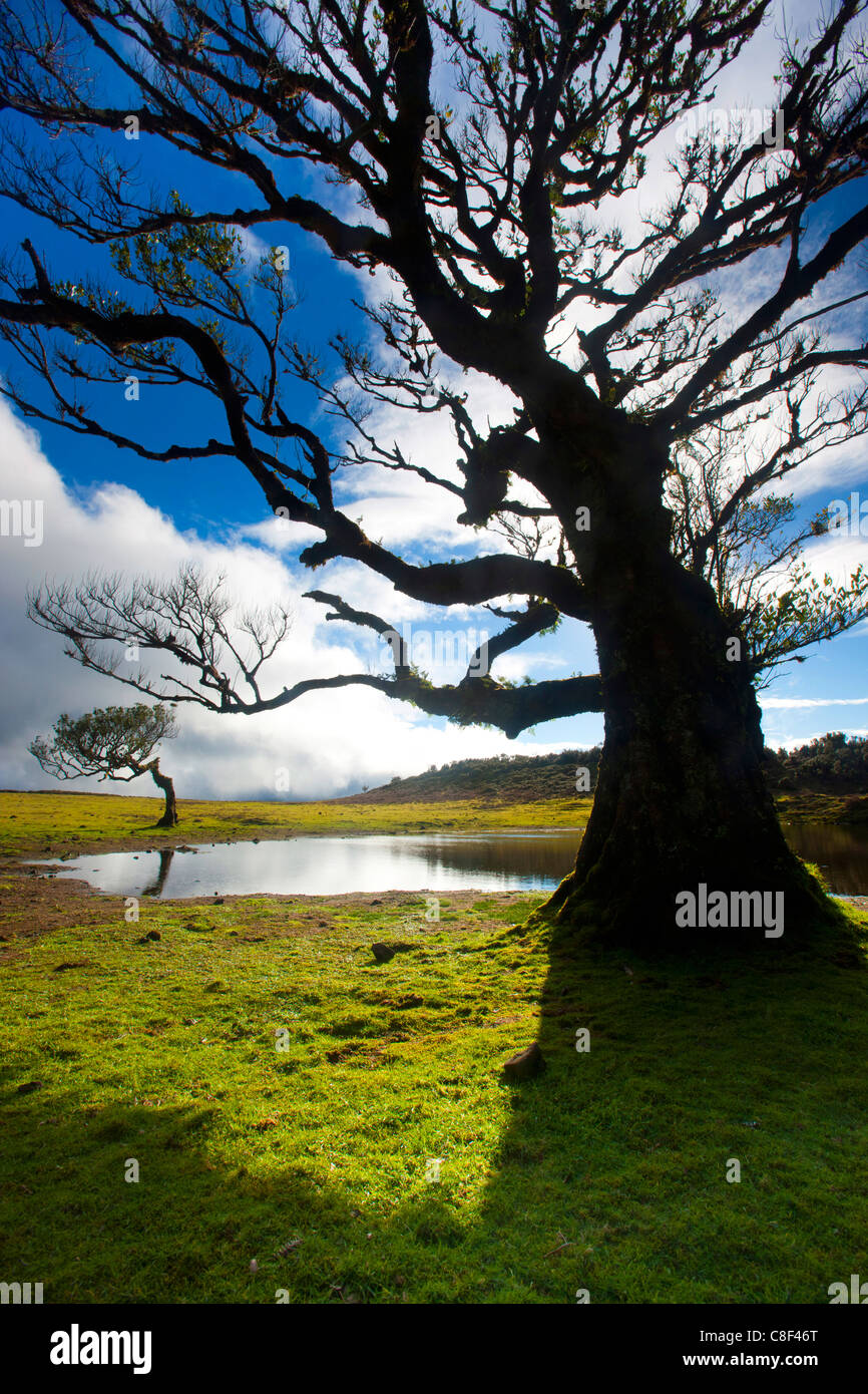 Fanal, Portugal, Europe, Madeira, plateau, UNESCO, world nature heir ...