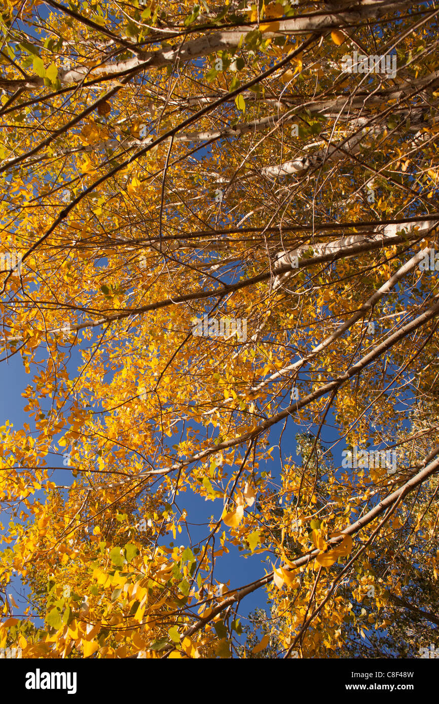 Abstract image of a fall tree Stock Photo - Alamy