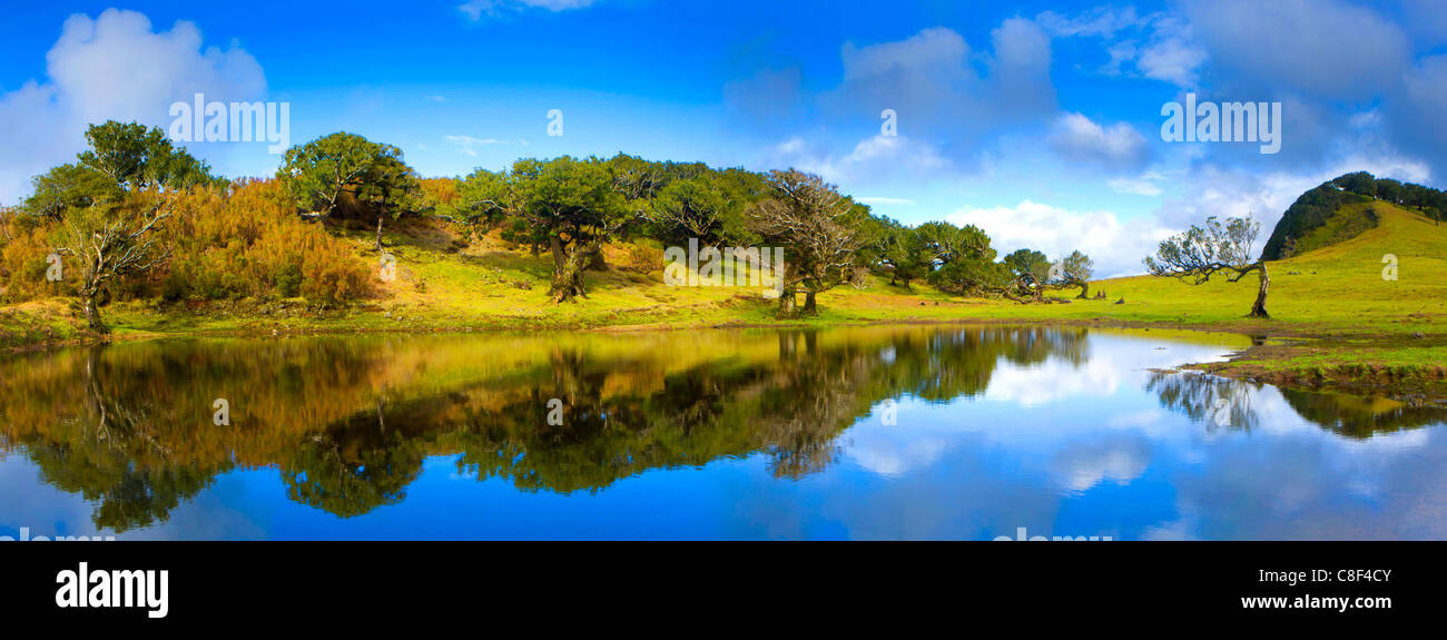 Fanal pond madeira hi-res stock photography and images - Alamy