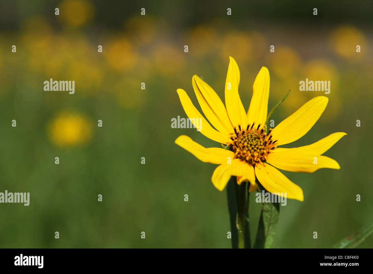 Dasiy hi-res stock photography and images - Alamy