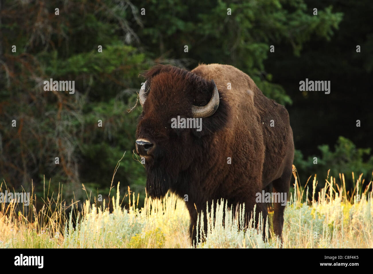 A beautiful North American Bison or Buffalo Stock Photo - Alamy