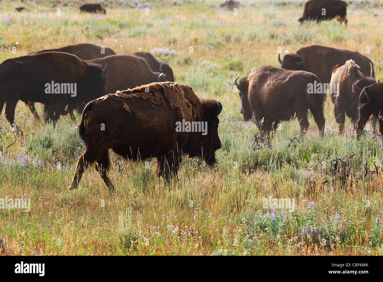 Beautiful North American Bison or Buffalo spar in the grasslands Stock ...