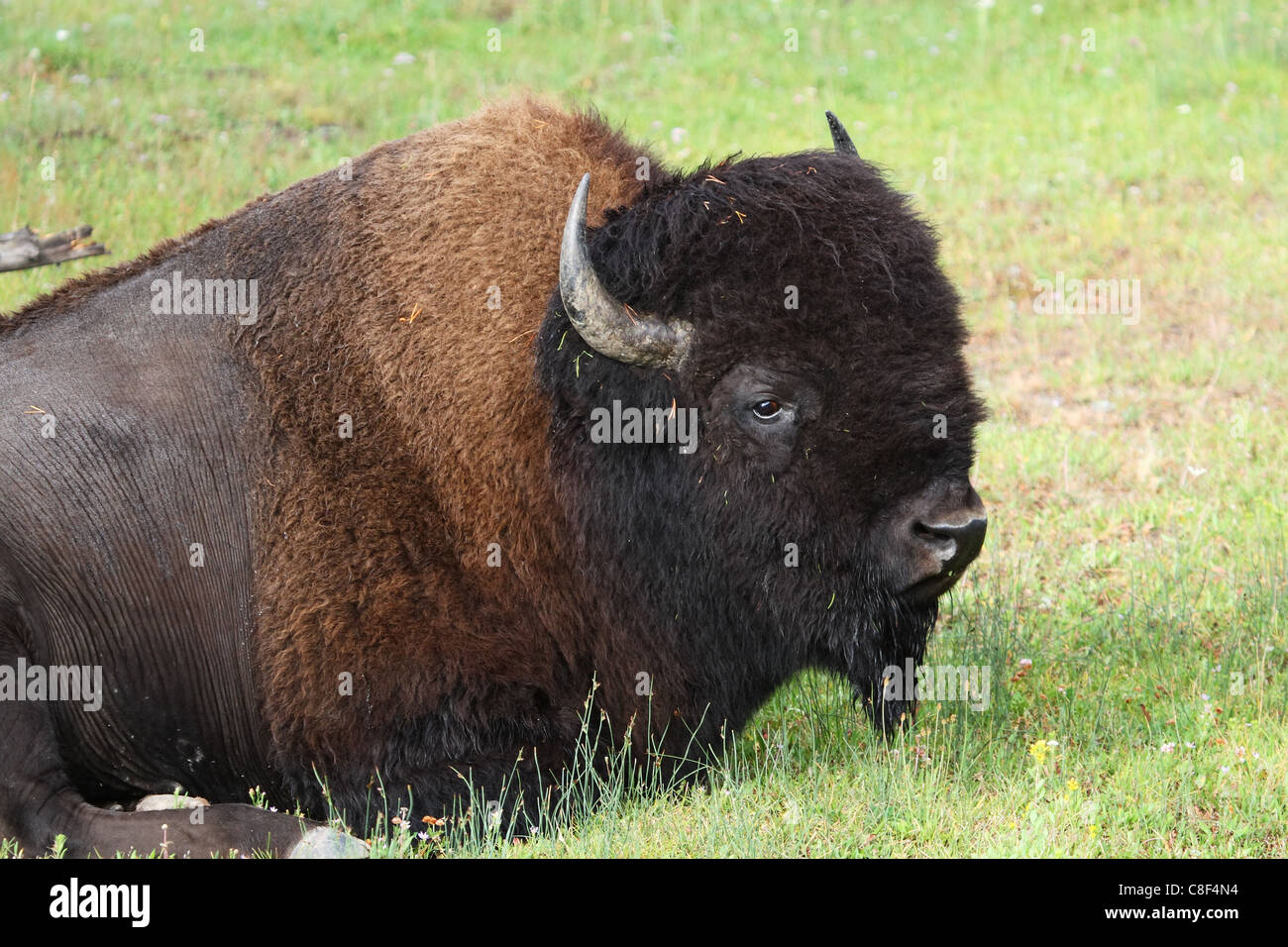 North american bison hi-res stock photography and images - Alamy