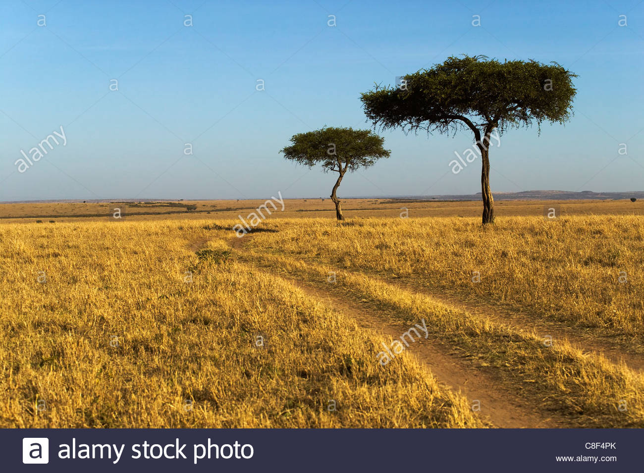 Acacia Trees In Maasai Mara Stock Photos & Acacia Trees In Maasai Mara ...