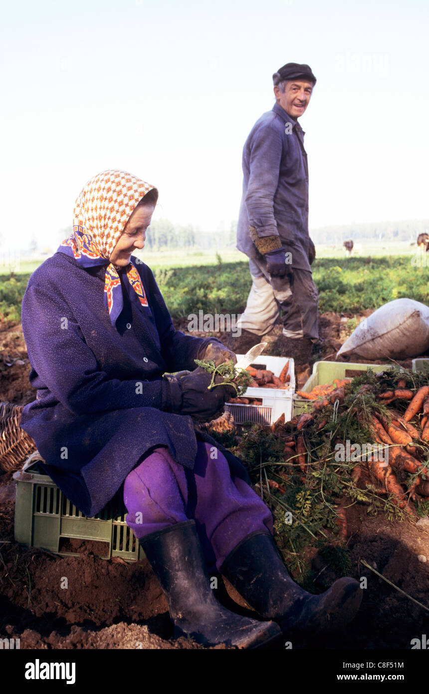 Poland. Farmer and his wife harvesting carrots in a field Stock Photo ...