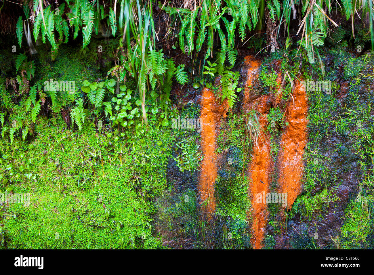 Rabacal, Portugal, Europe, Madeira, valley, rock, cliff, rivlet, water ...