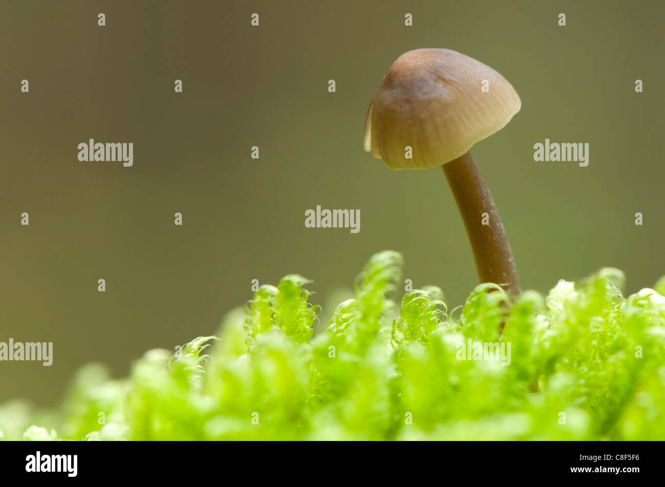 Autumn galerina mushroom hi-res stock photography and images - Alamy