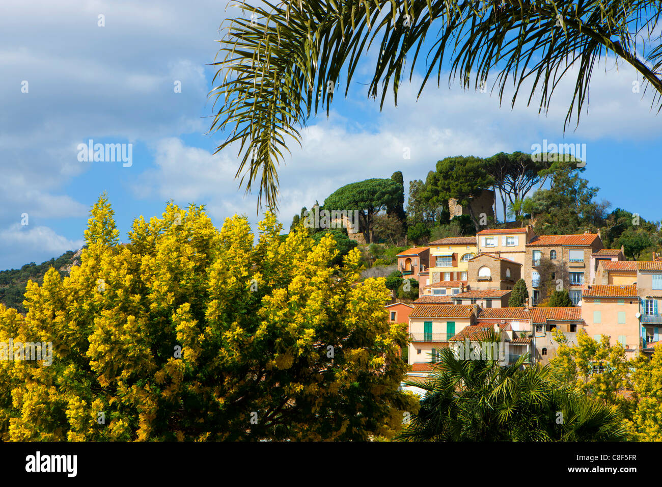 Bormes-les-Mimosas, France, Europe, Côte d'Azur, Provence, Var, town ...