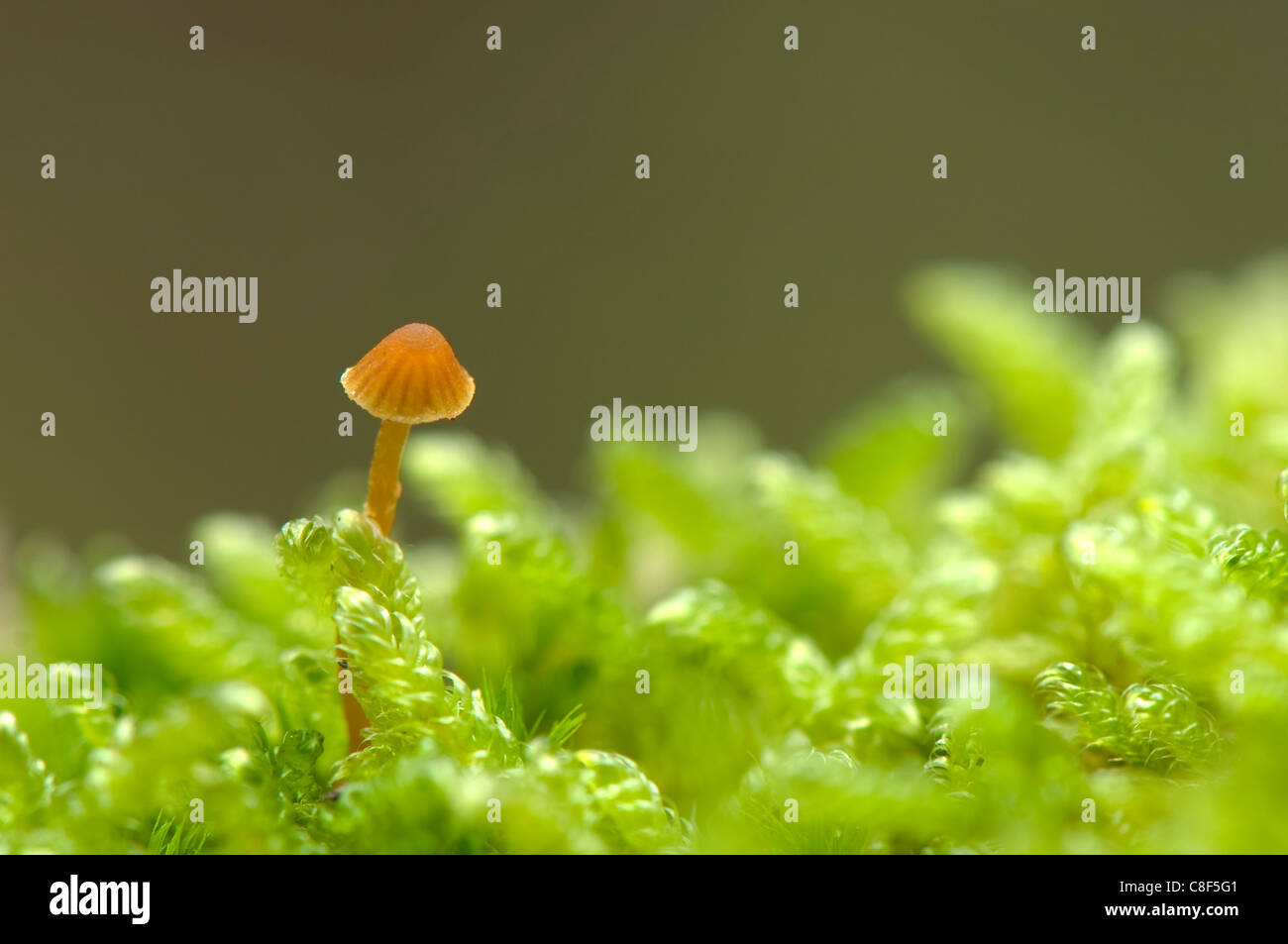 Autumn galerina mushroom hi-res stock photography and images - Alamy
