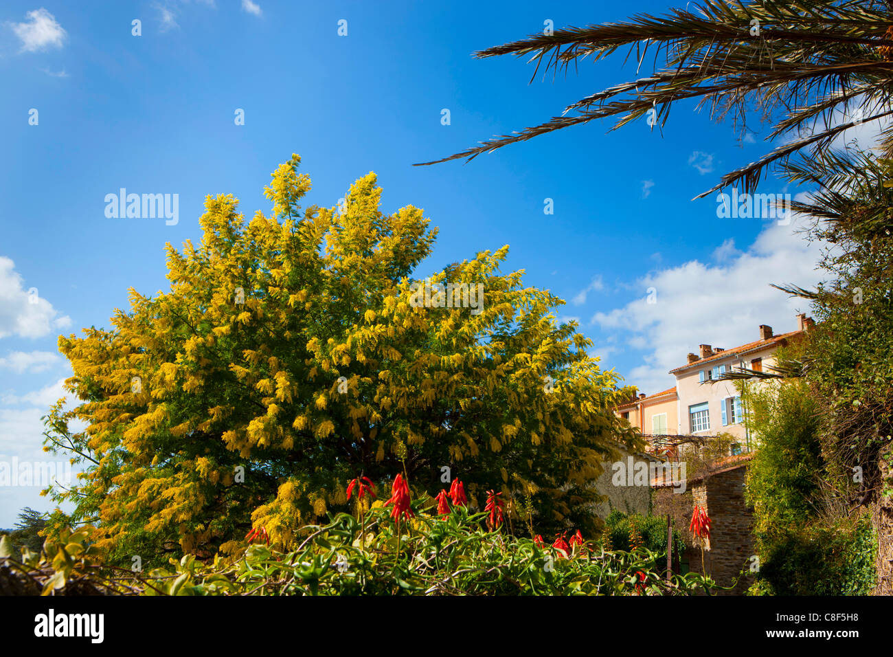 Bormes-les-Mimosas, France, Europe, Côte d'Azur, Provence, Var, town ...