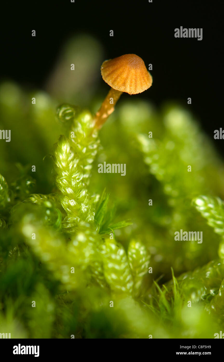 Autumn galerina mushroom hi-res stock photography and images - Alamy