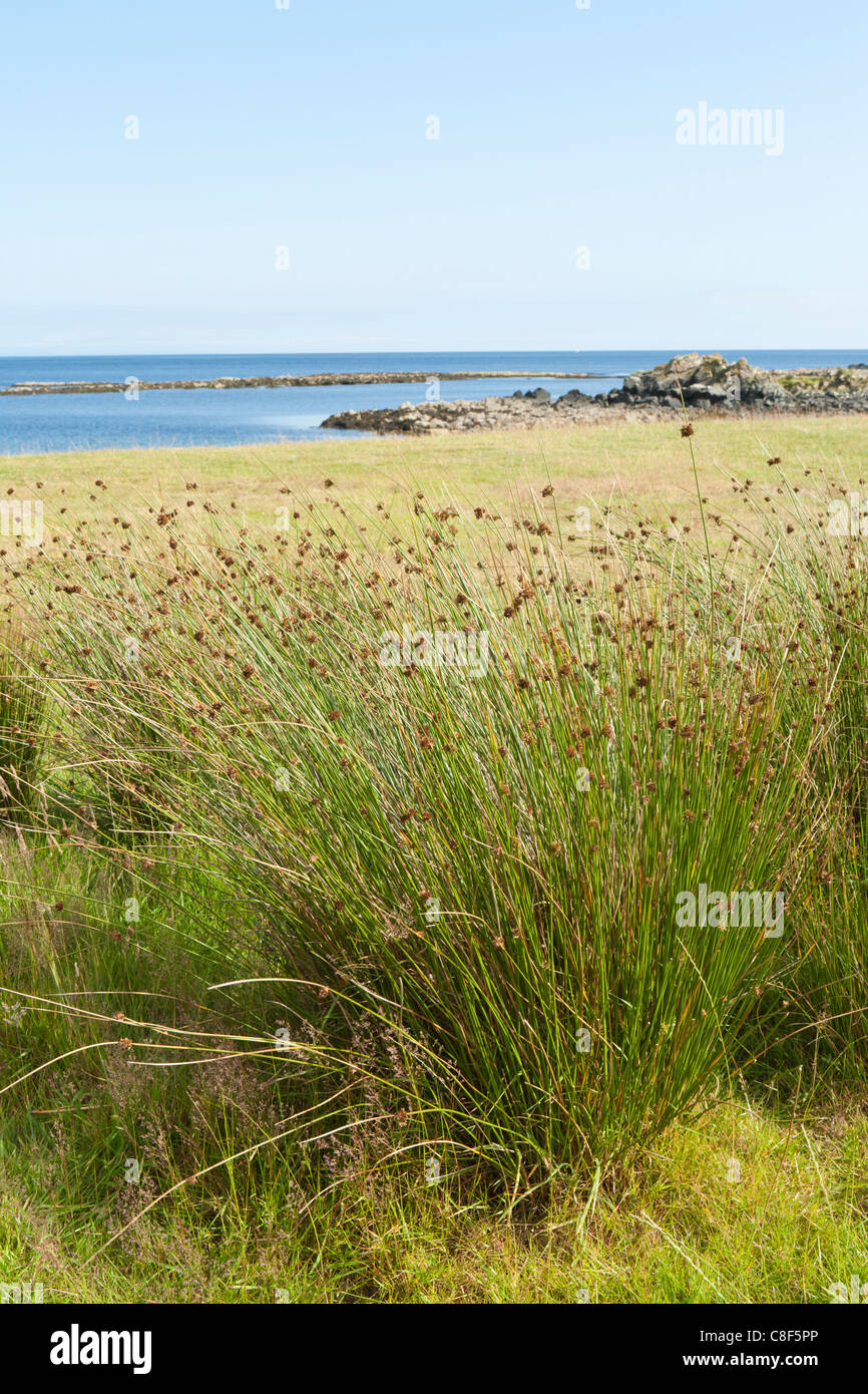 Sea sedge hi-res stock photography and images - Alamy