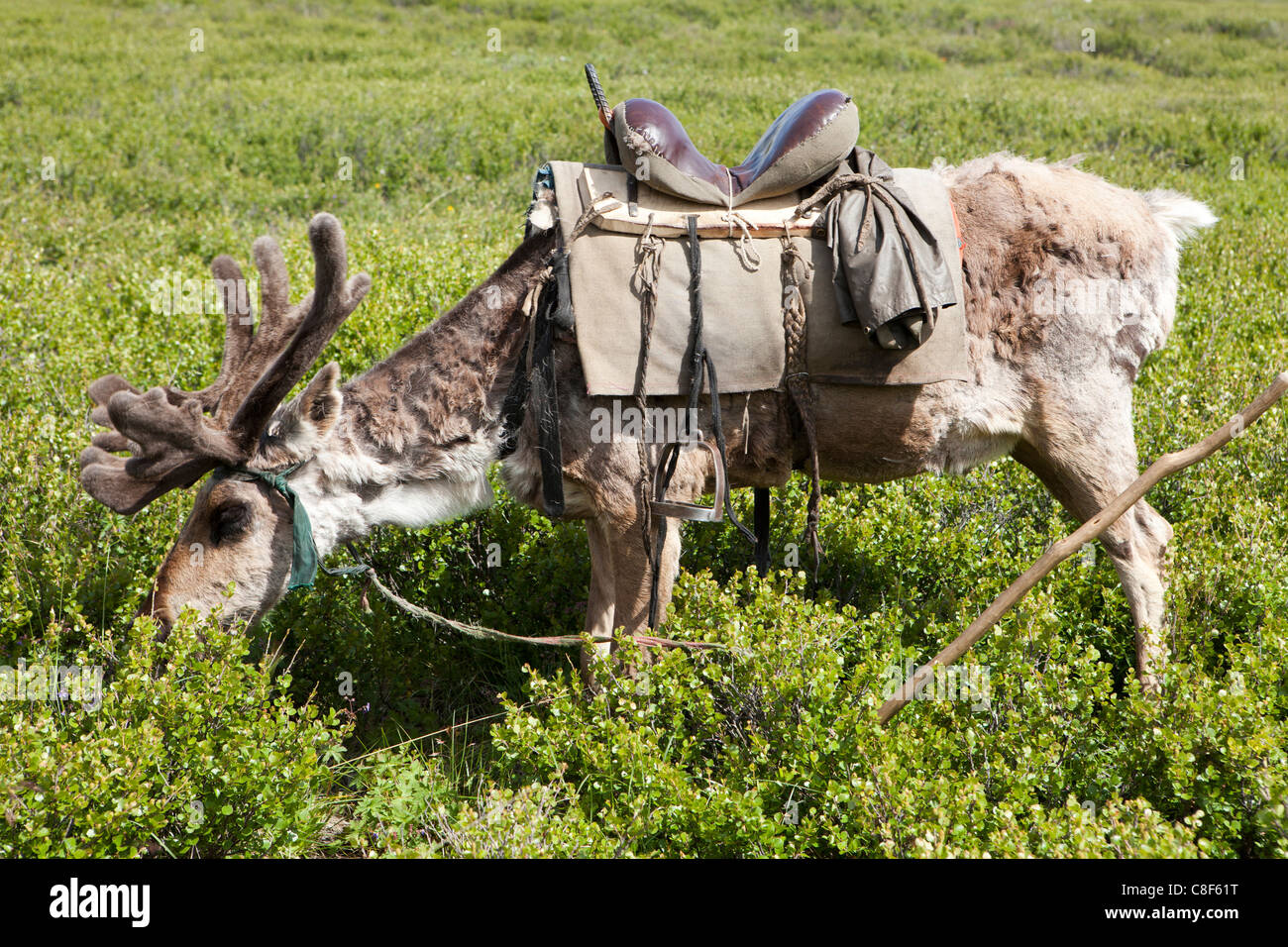 Reindeer pluck grass with saddle, Tsagaan Nuur, Khovsgol, Mongolia ...
